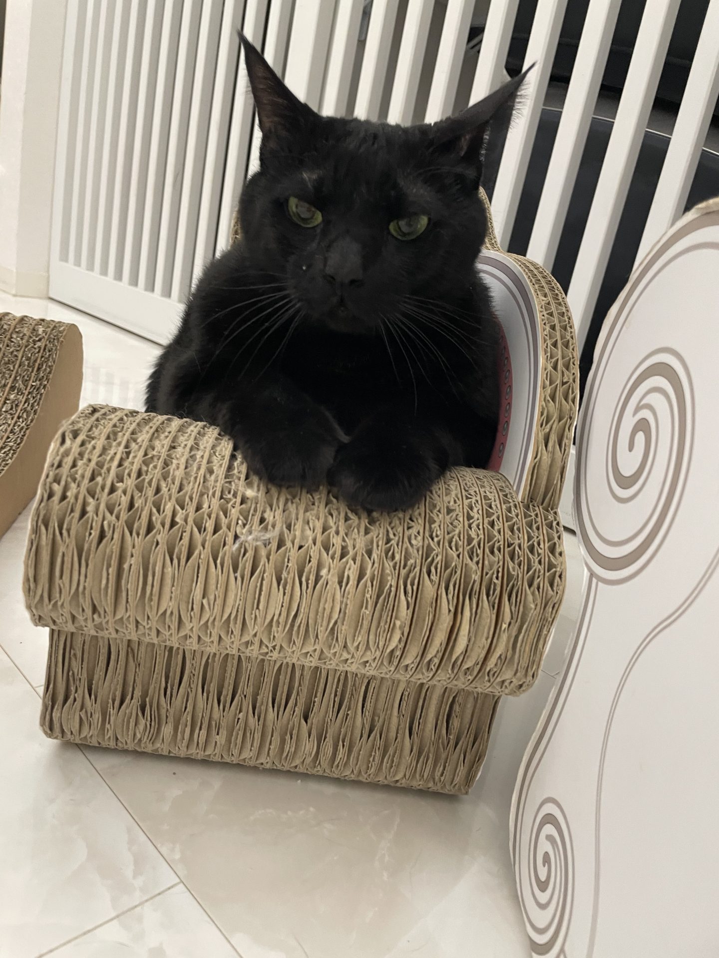 首になんかできた話 │ ねことおら